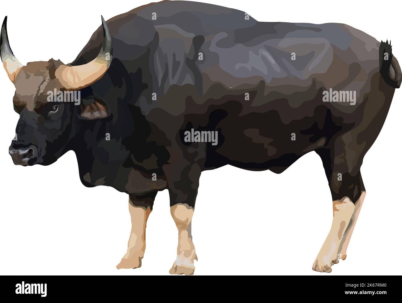 Bull vintage hand-drawn sketch vector illustration farm animals Stock ...