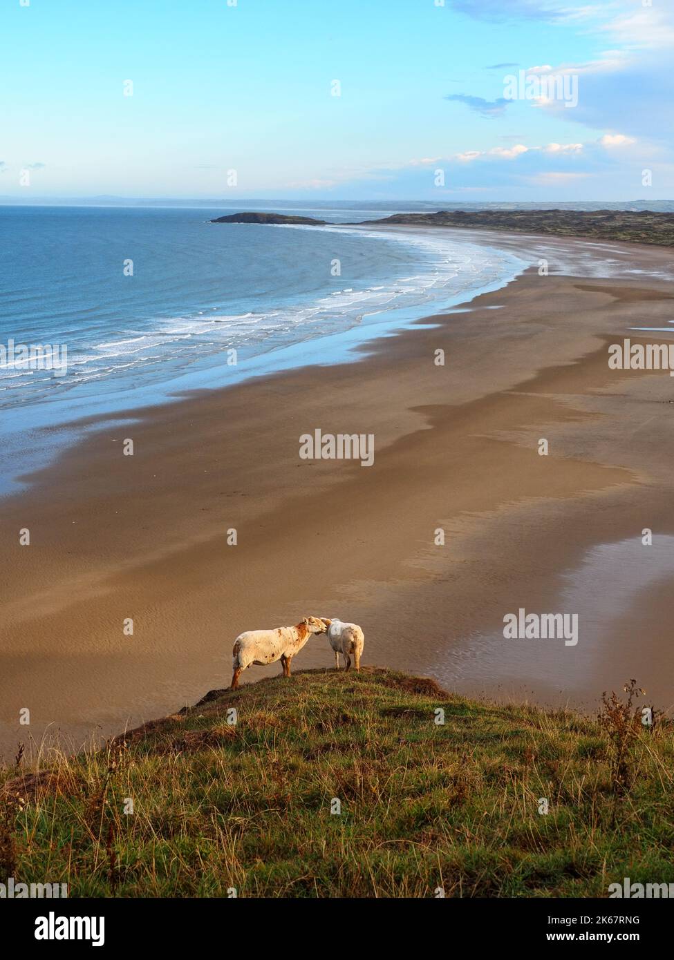 Rhossili Bay, Gower Peninsula, Wales, UK and sheep Stock Photo - Alamy
