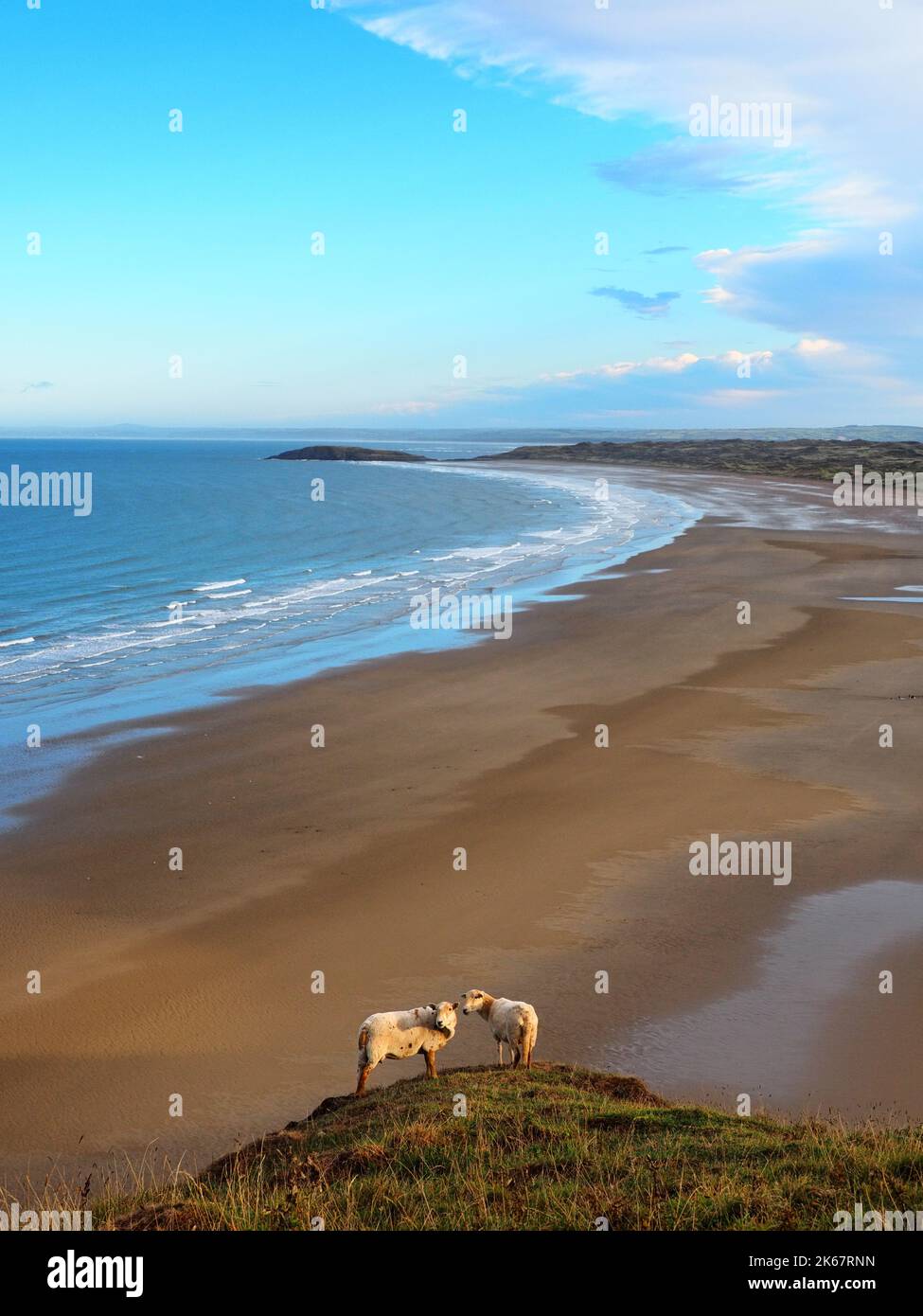 Rhossili Bay, Gower Peninsula, Wales, UK and sheep Stock Photo - Alamy