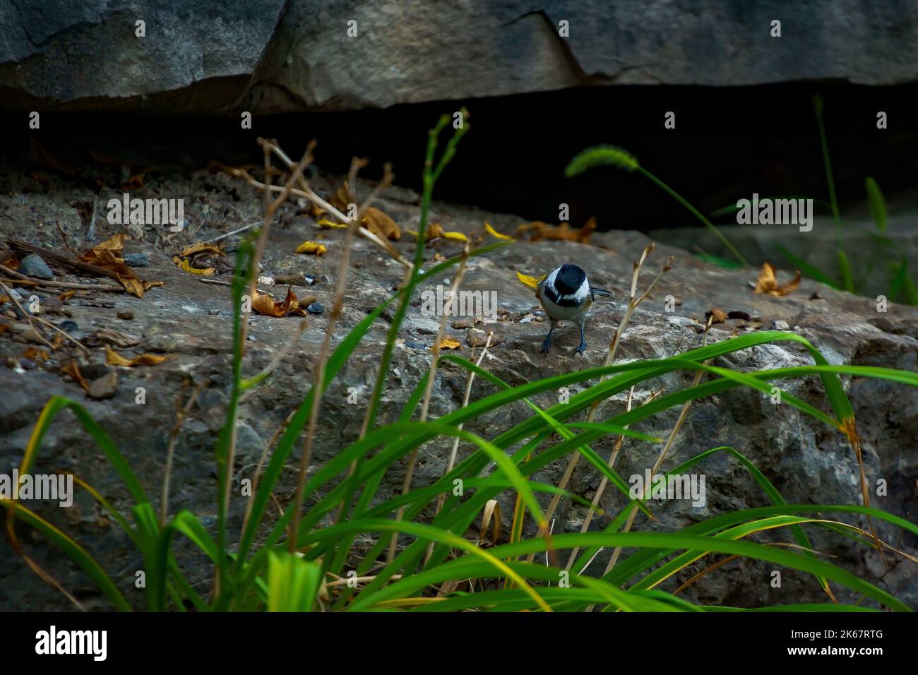 A beautiful shot of a Black-capped chickadee bird perched on a big rock ...