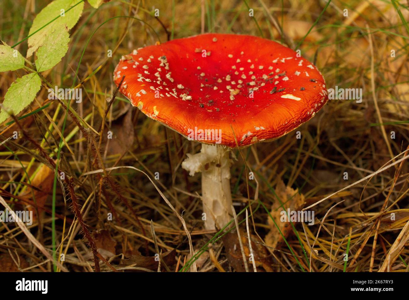 A closeup shot of details on an orange fungus on a forest floor Stock ...