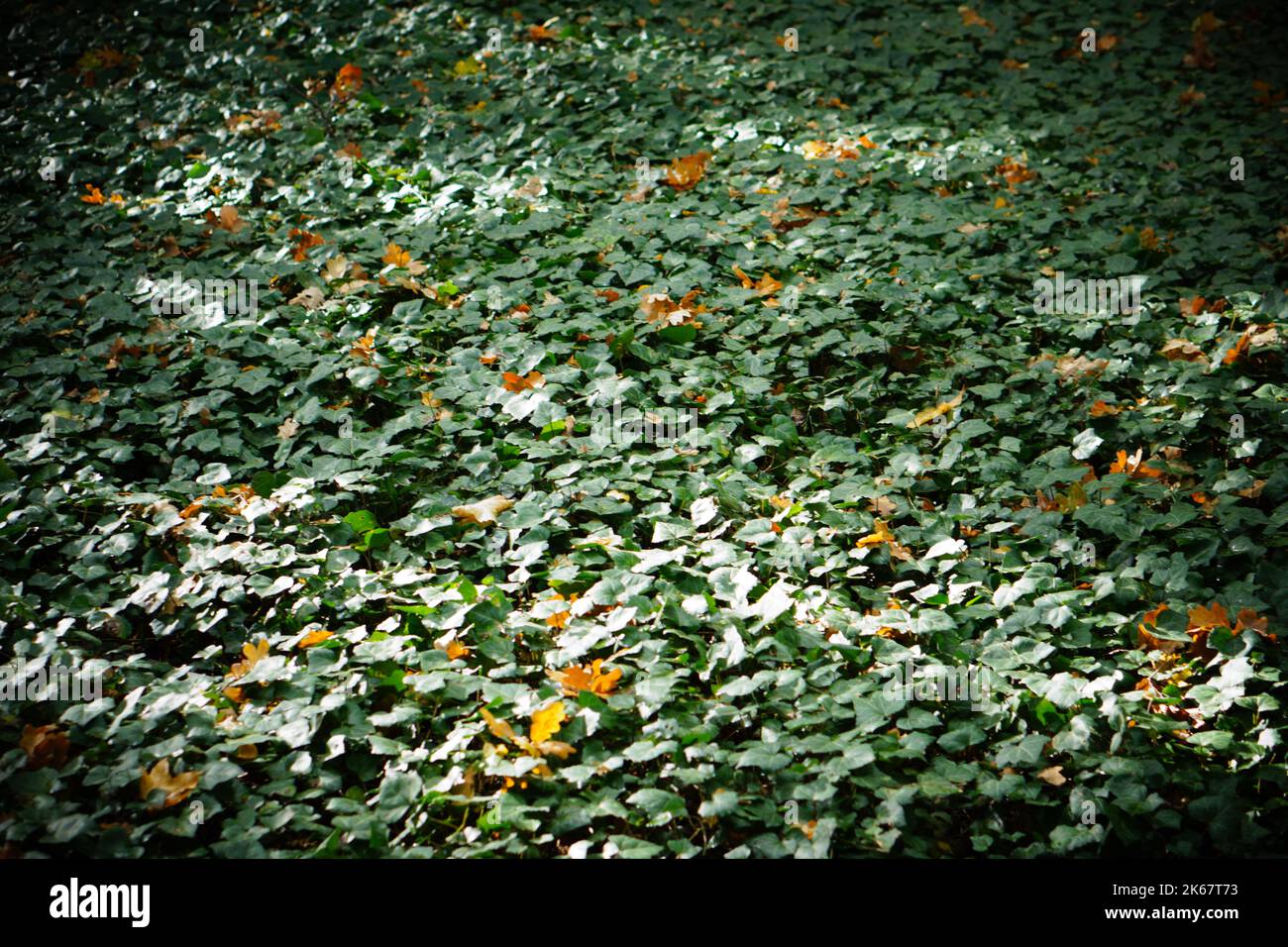 A scenic shot of the common ivy under the rays of the sun Stock Photo ...