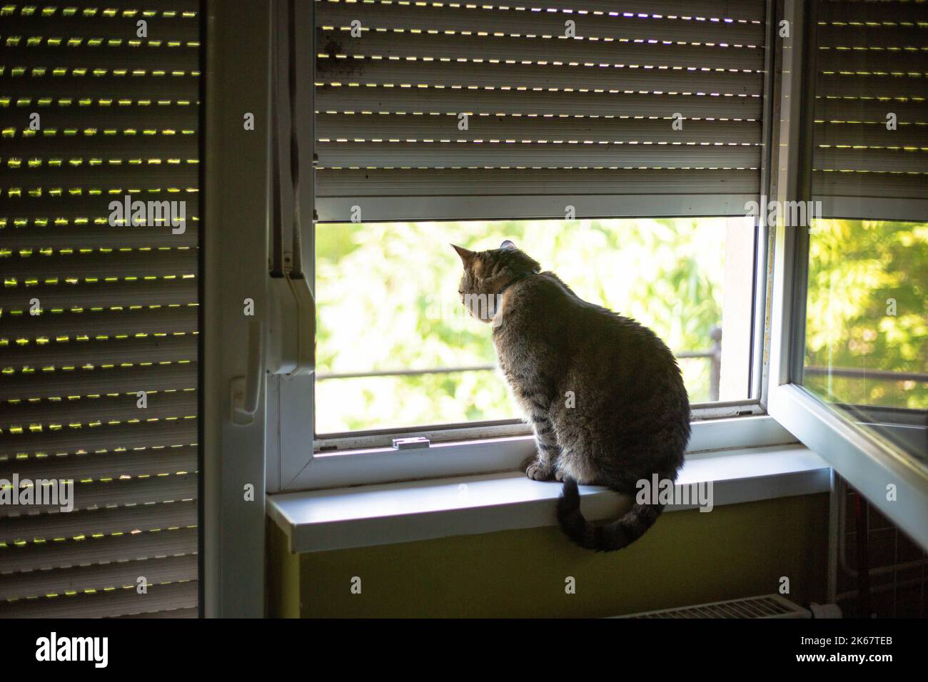 A striped cat looking out of apartment window Stock Photo - Alamy