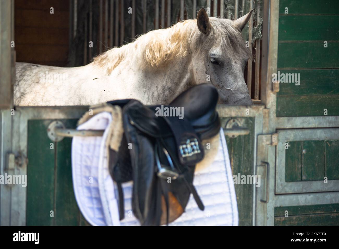 A white horse inside the barn Stock Photo - Alamy
