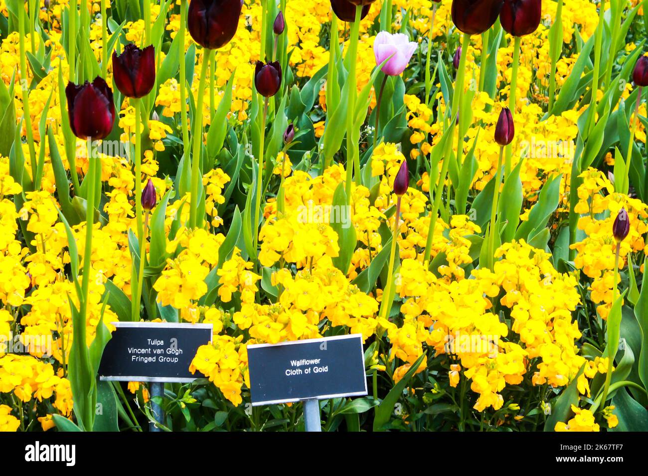 A beautiful garden of dark red tulips and yellow wallflowers with two ...