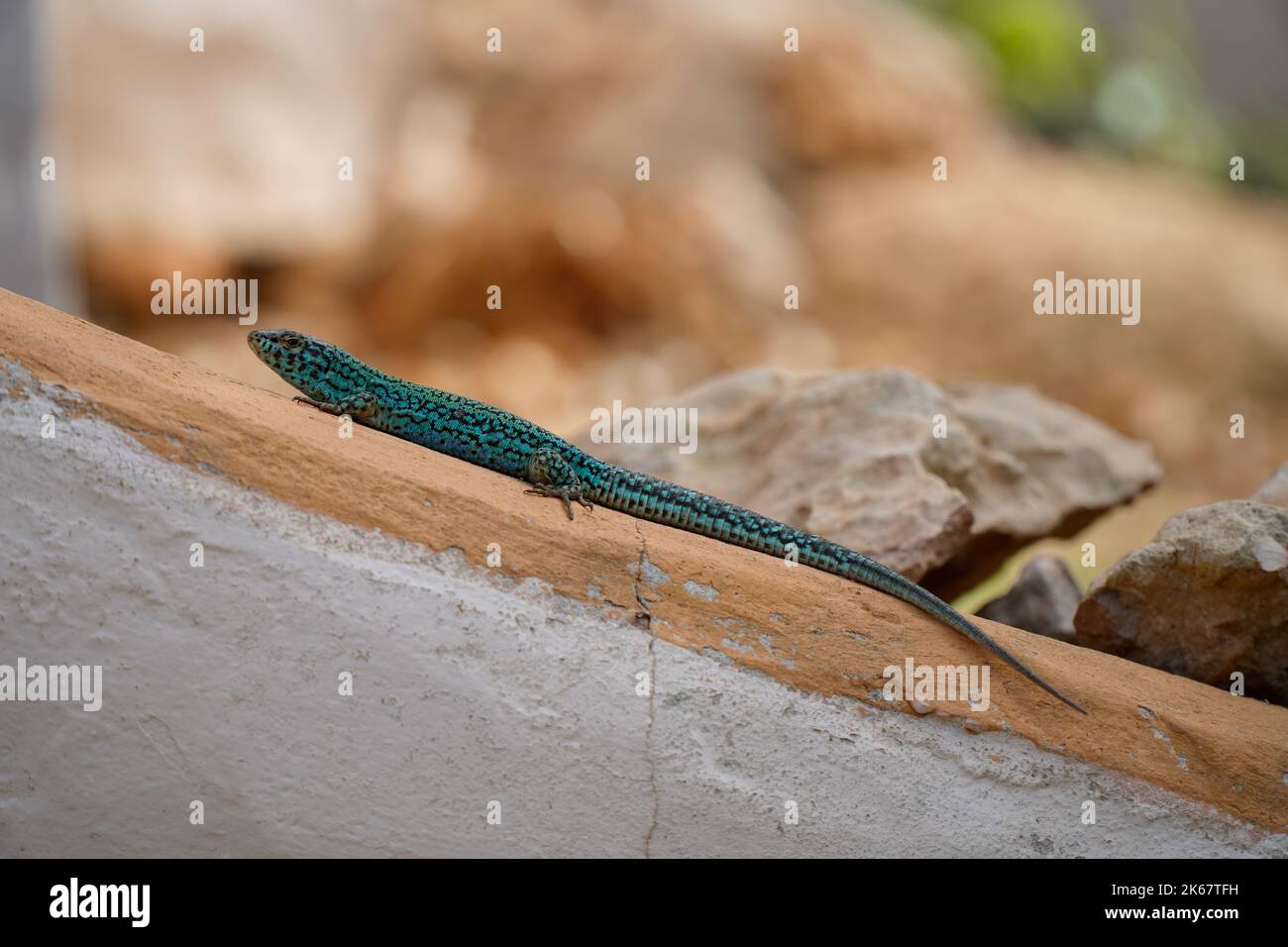 Balearic wall lizard hi-res stock photography and images - Alamy