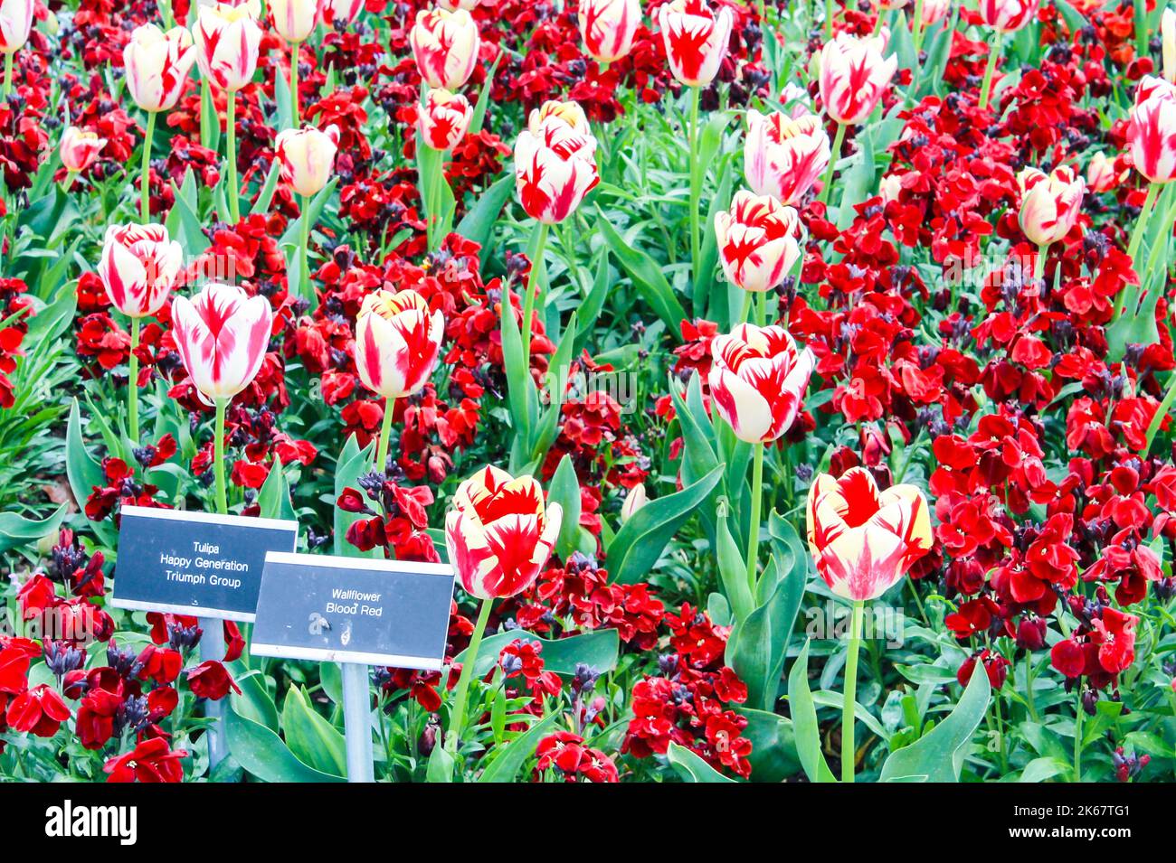 A beautiful garden of white tulips with red wallflowers with two small ...