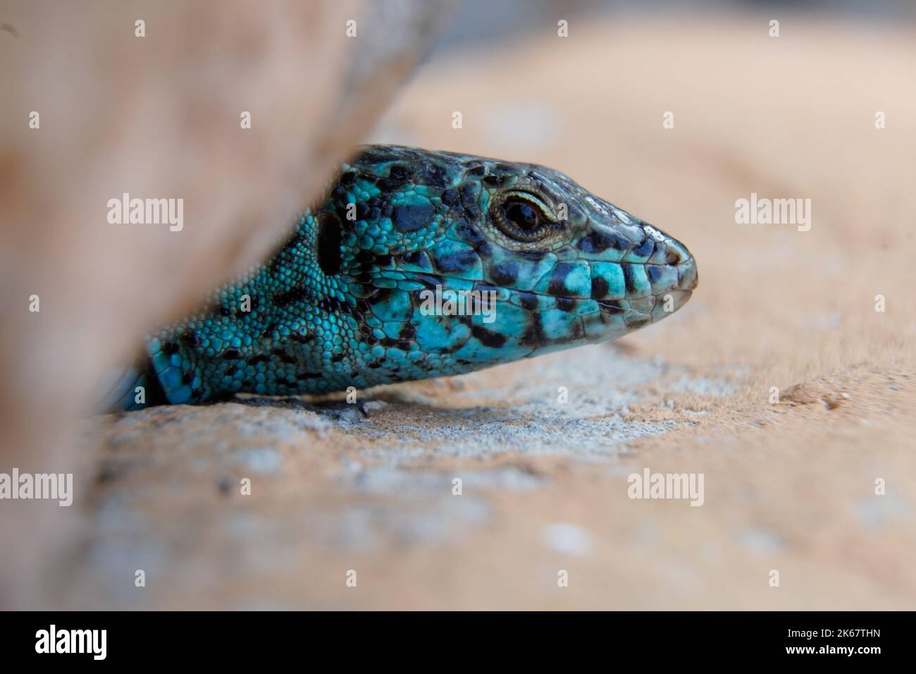 portrait of an endemic green lizard from Formentera. Turquoise reptile ...