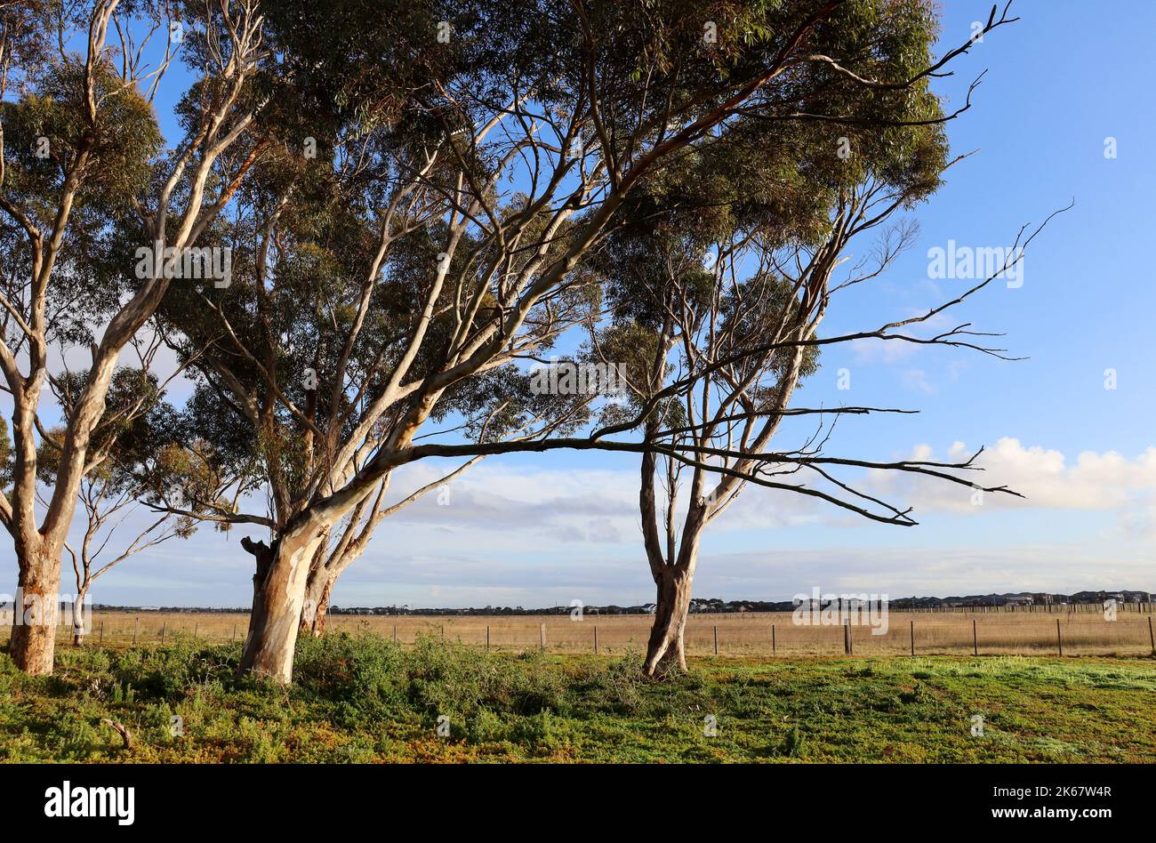 View eucalyptus trees in hi-res stock photography and images - Alamy