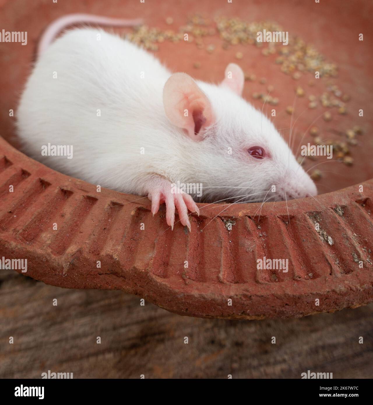 White laboratory mouse (Mus musculus ) crawling on a clay pot ...