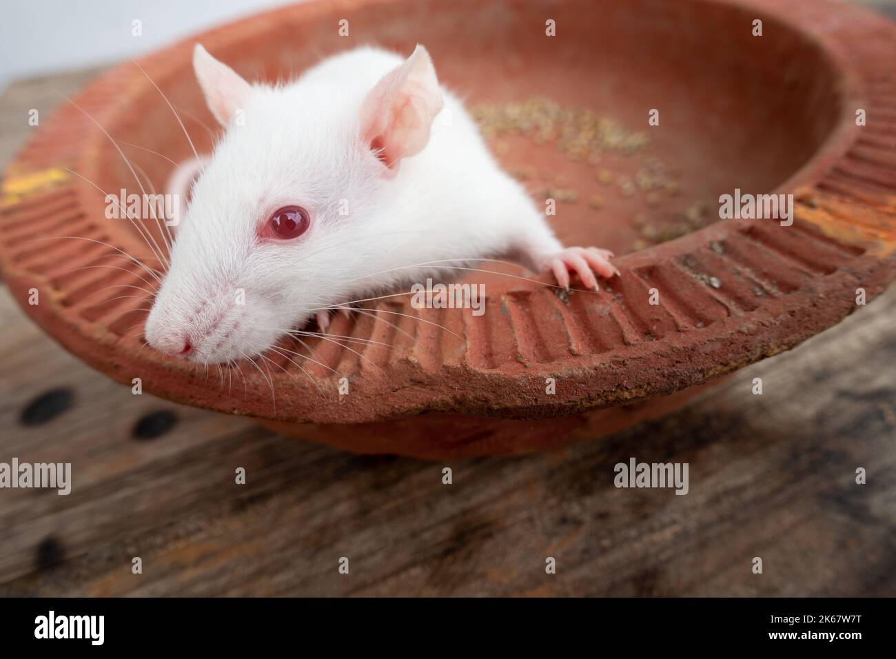 White laboratory mouse (Mus musculus ) crawling on a clay pot ...