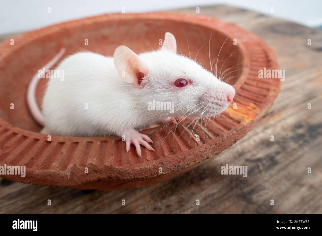 White laboratory mouse (Mus musculus ) crawling on a clay pot ...