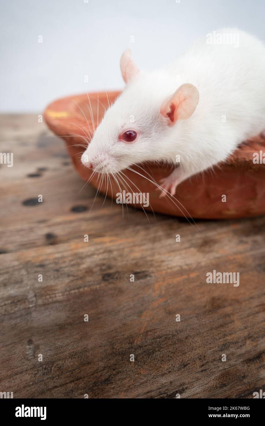 White laboratory mouse (Mus musculus ) crawling on a clay pot ...