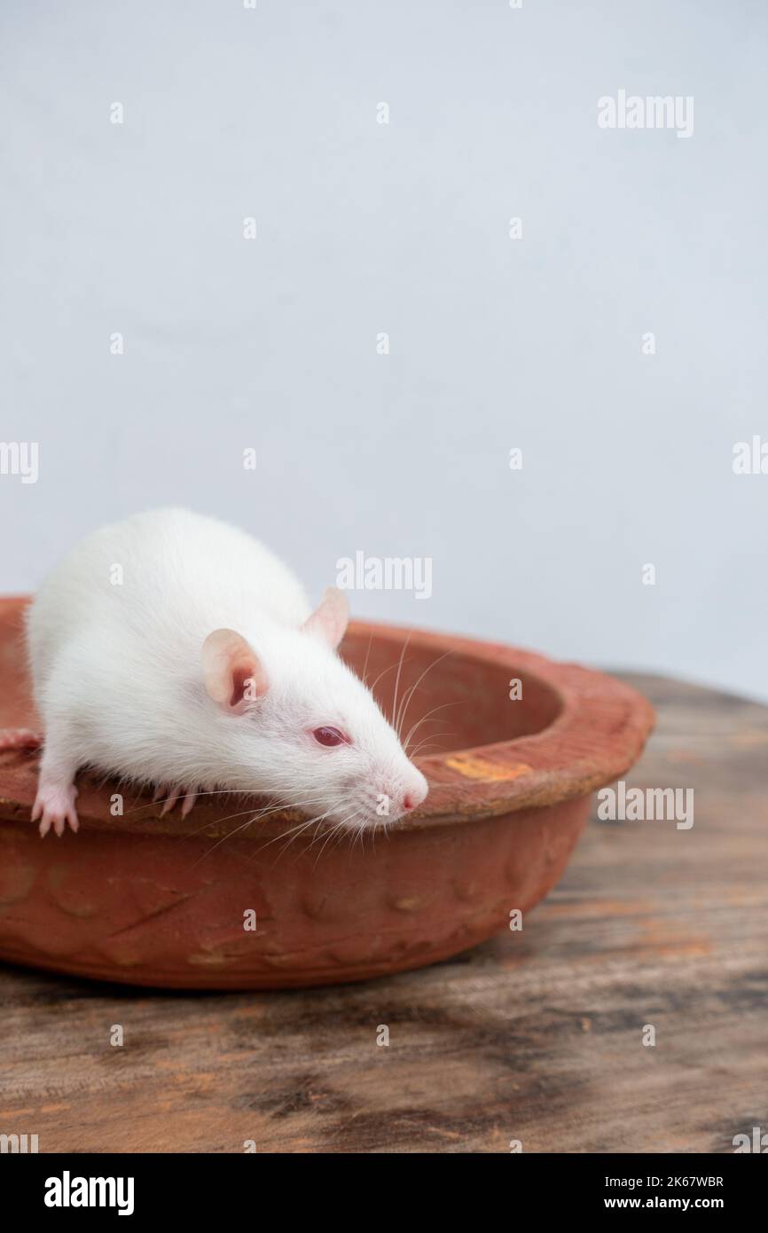 White laboratory mouse (Mus musculus ) crawling on a clay pot ...