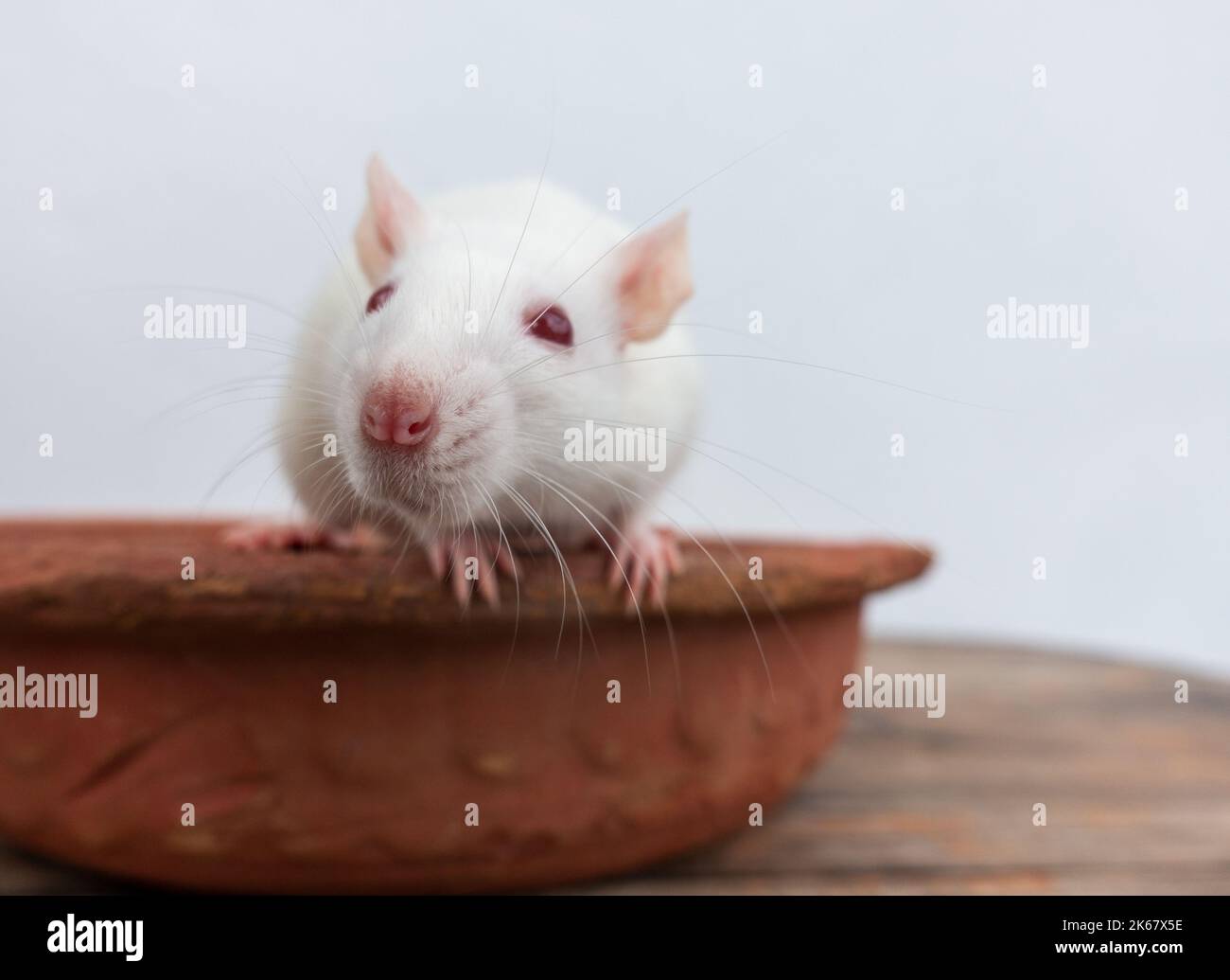 White laboratory mouse (Mus musculus ) crawling on a clay pot ...
