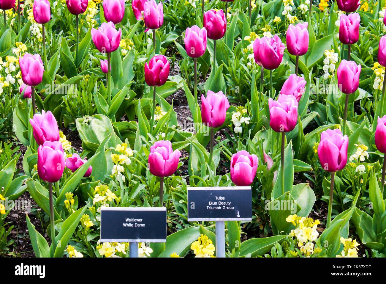 A beautiful garden of purple tulips and yellow wallflowers with green ...