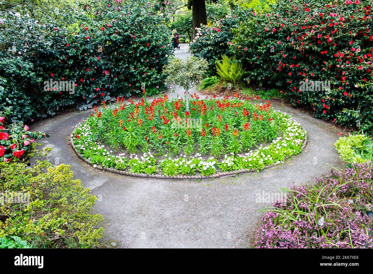 Inside of a park with red flowers and bushes with a paved pathway Stock ...