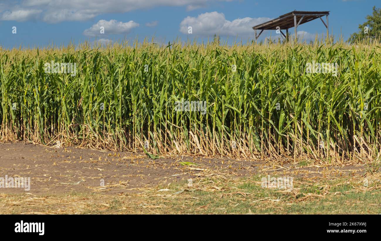 Green Corn Maize Crops Fields in Middle of Summer Stock Photo - Alamy