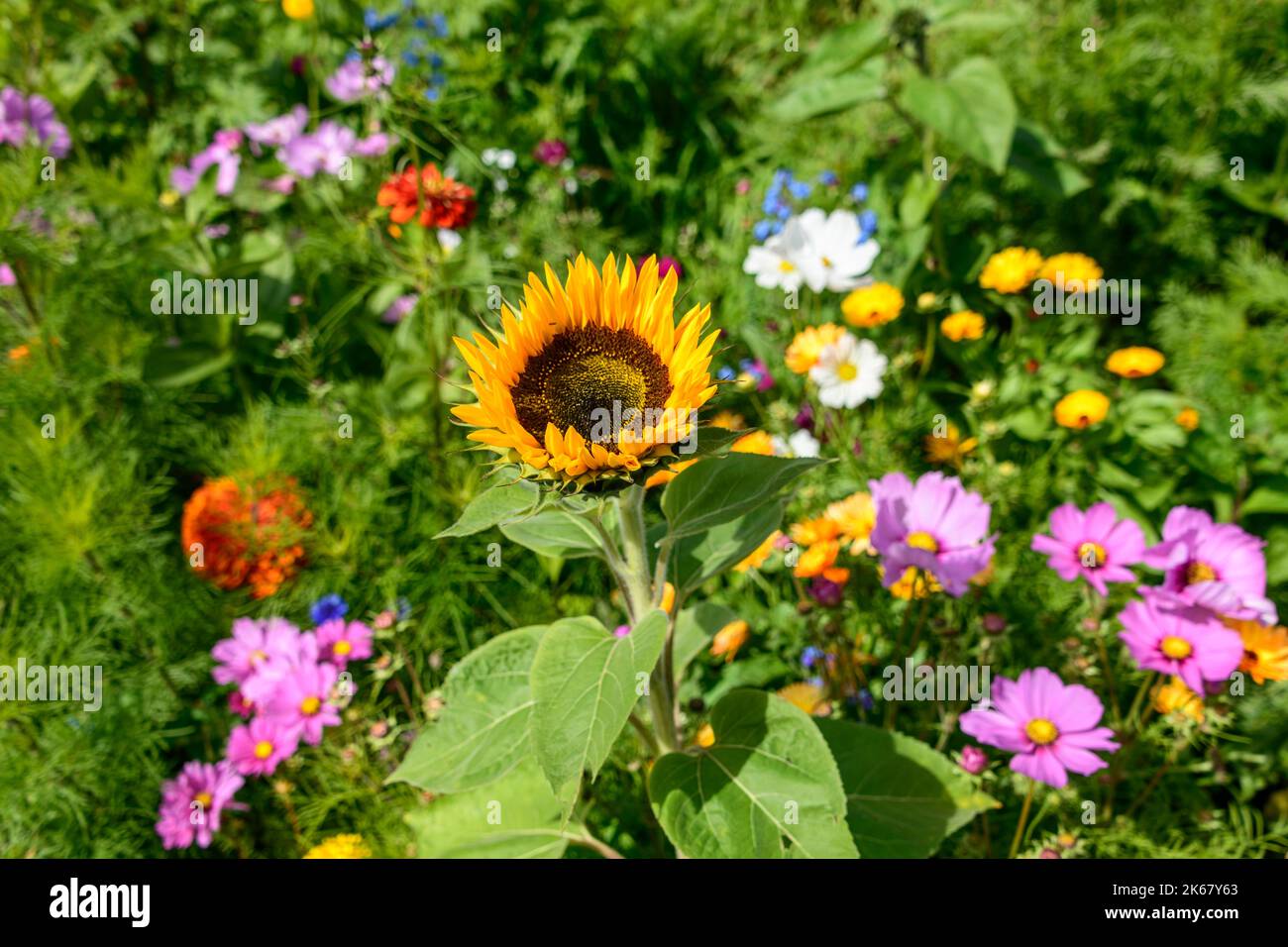 Mix of colorful flowers by the wayside in autumn Stock Photo - Alamy