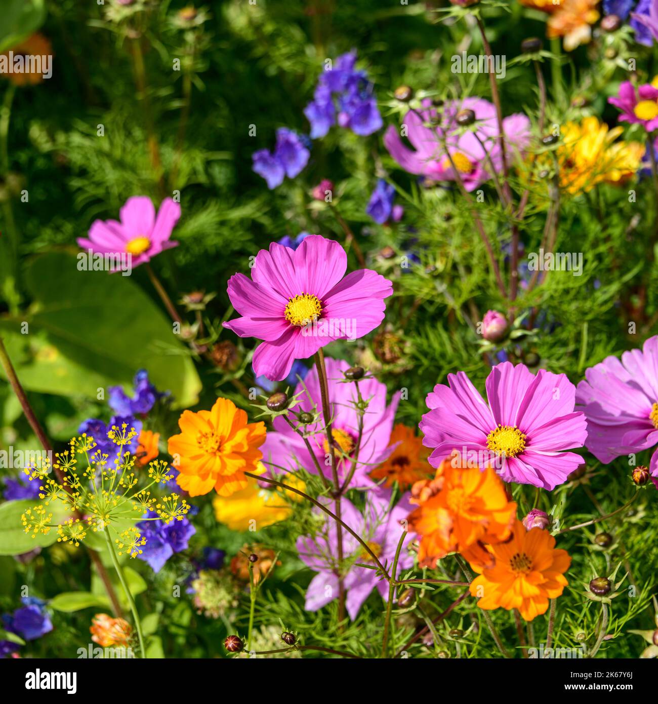 Spring mix flowers bouquet hi-res stock photography and images - Alamy
