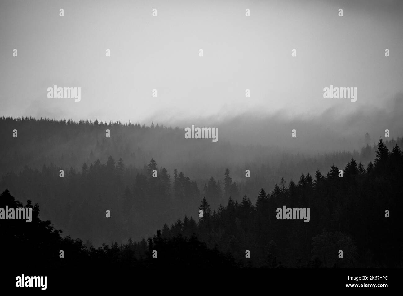 A grayscale shot of forest trees on the side of a mountain in the ...