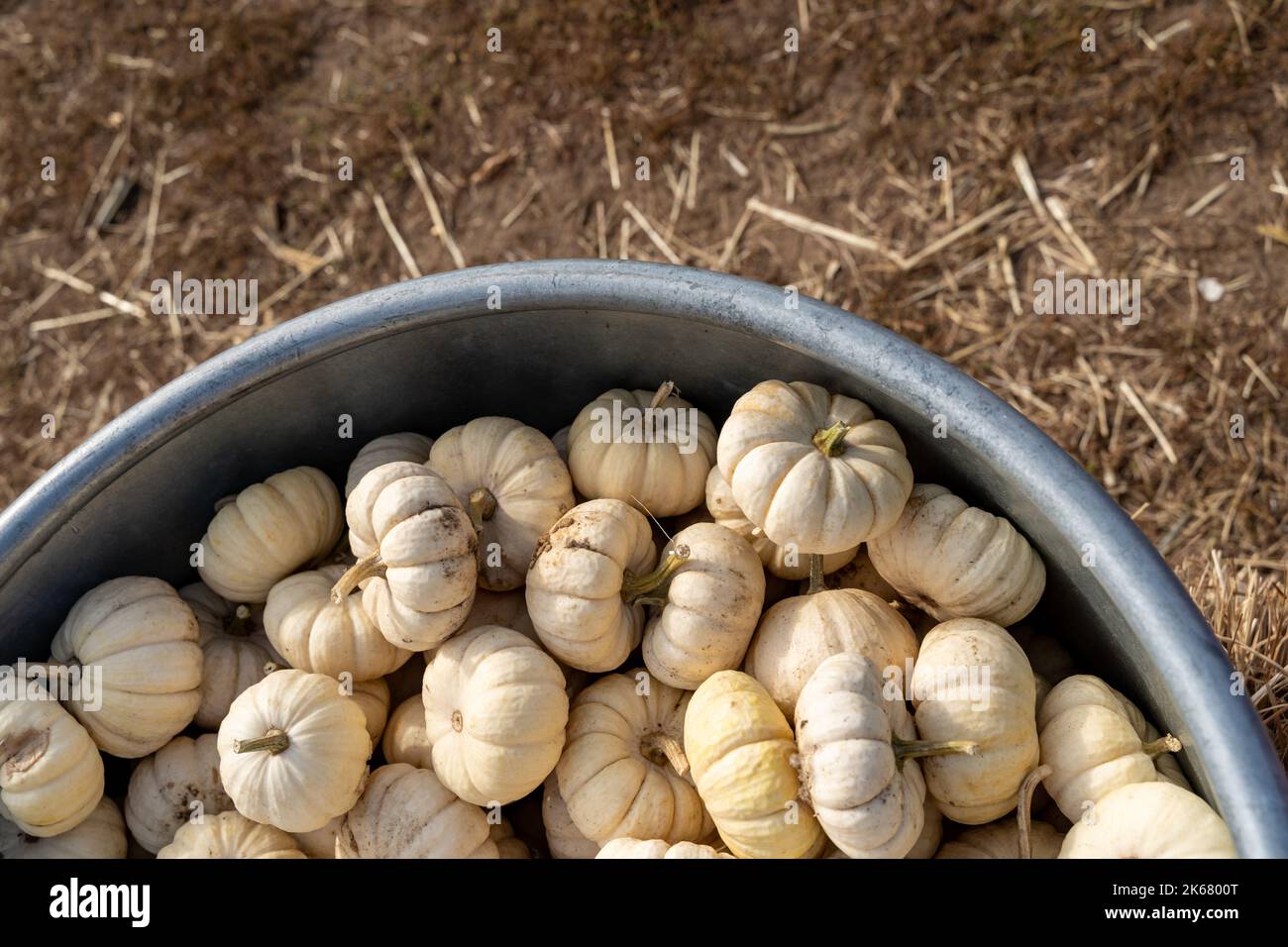 Pile of white mini pumpkins in a tub or bucket. Copyspace available ...