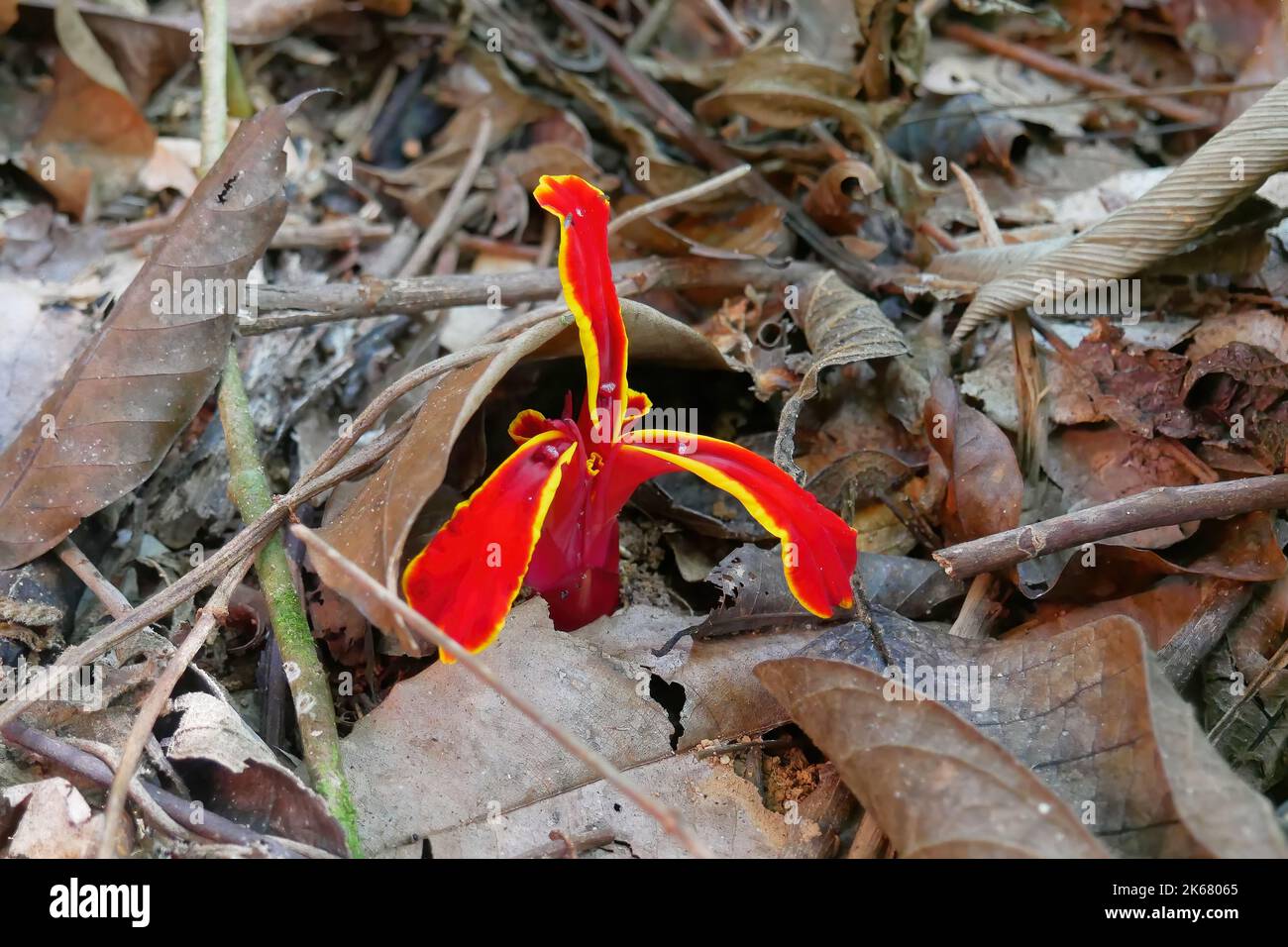 A closeup of red and yellow Columnea growing between fallen dry leaves ...