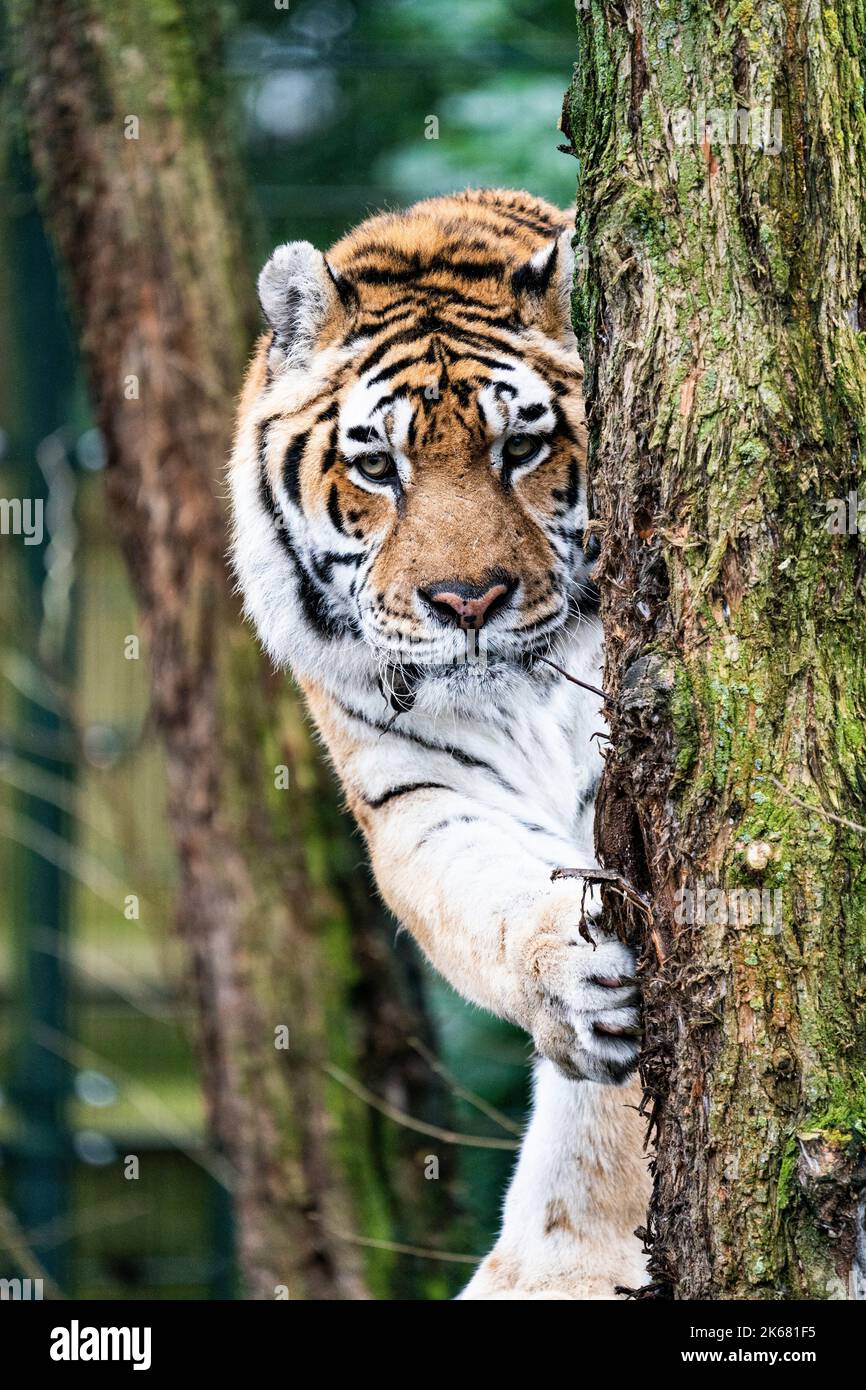 A vertical shot of a Siberian tiger from behind a tree Stock Photo - Alamy