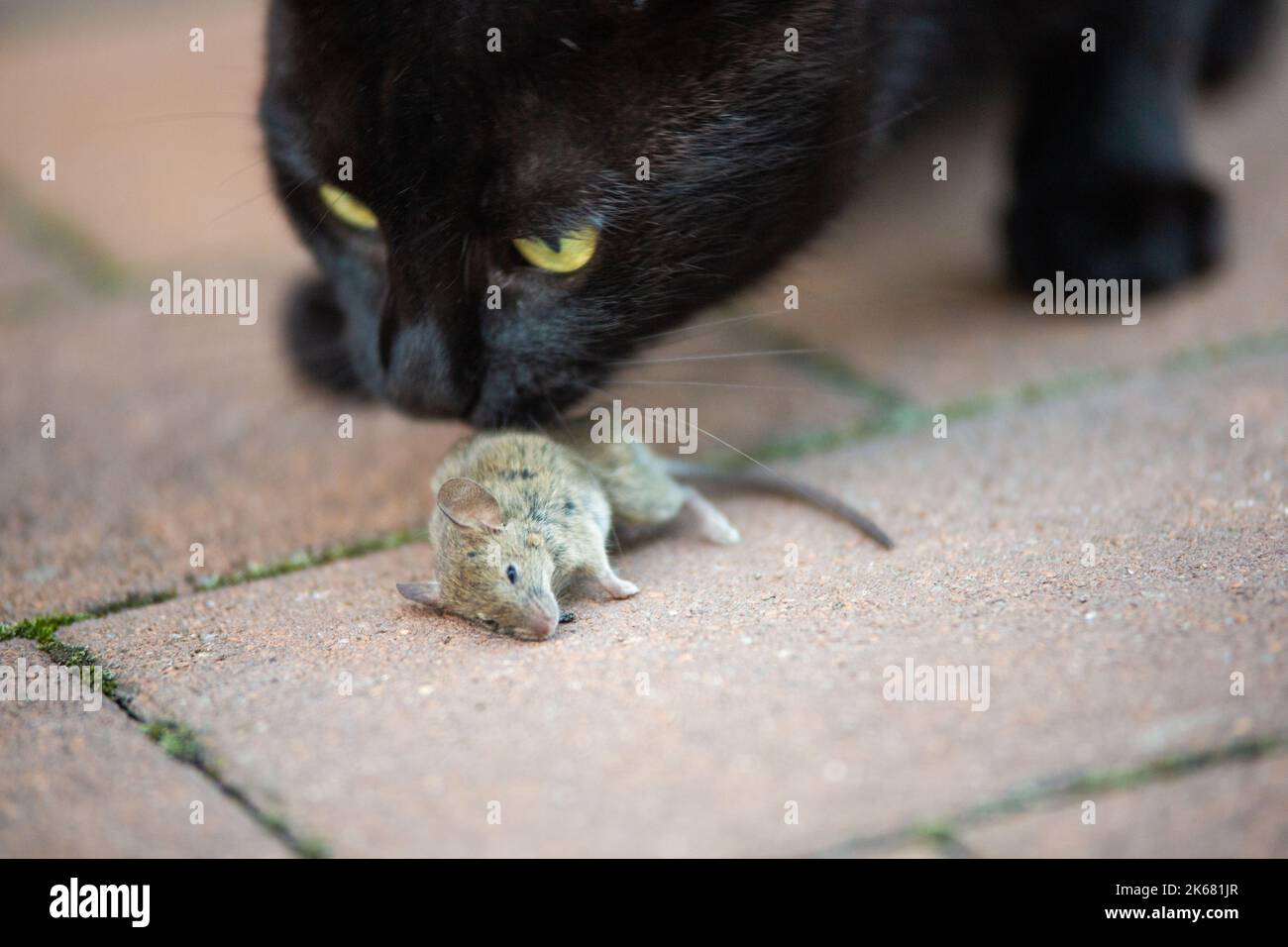 Cat catch mouse hi-res stock photography and images - Alamy