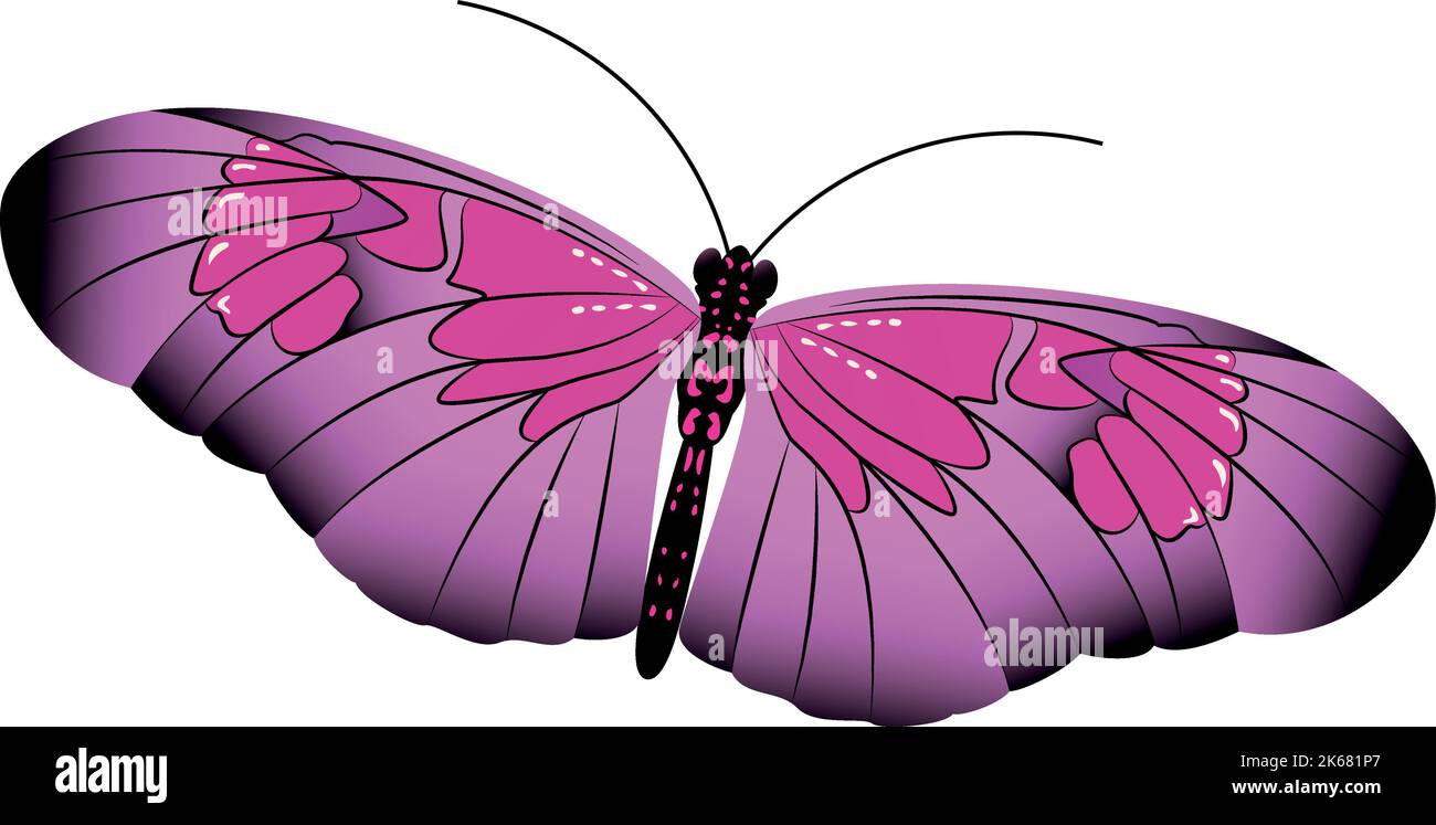 Elegant insect illustration hi-res stock photography and images - Alamy