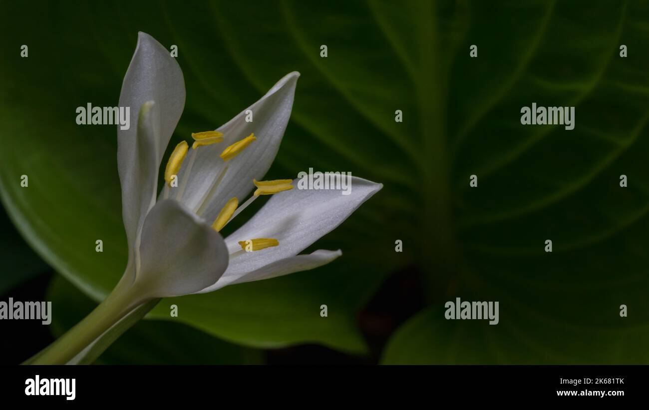 Proiphys amboinensis hi-res stock photography and images - Alamy