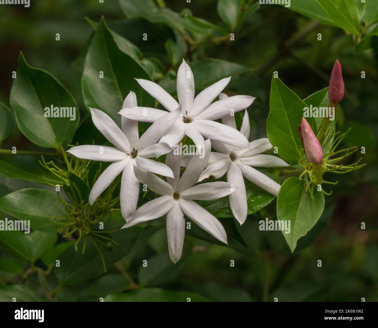 Closeup view of white flowers and pink buds of jasminum multipartitum ...