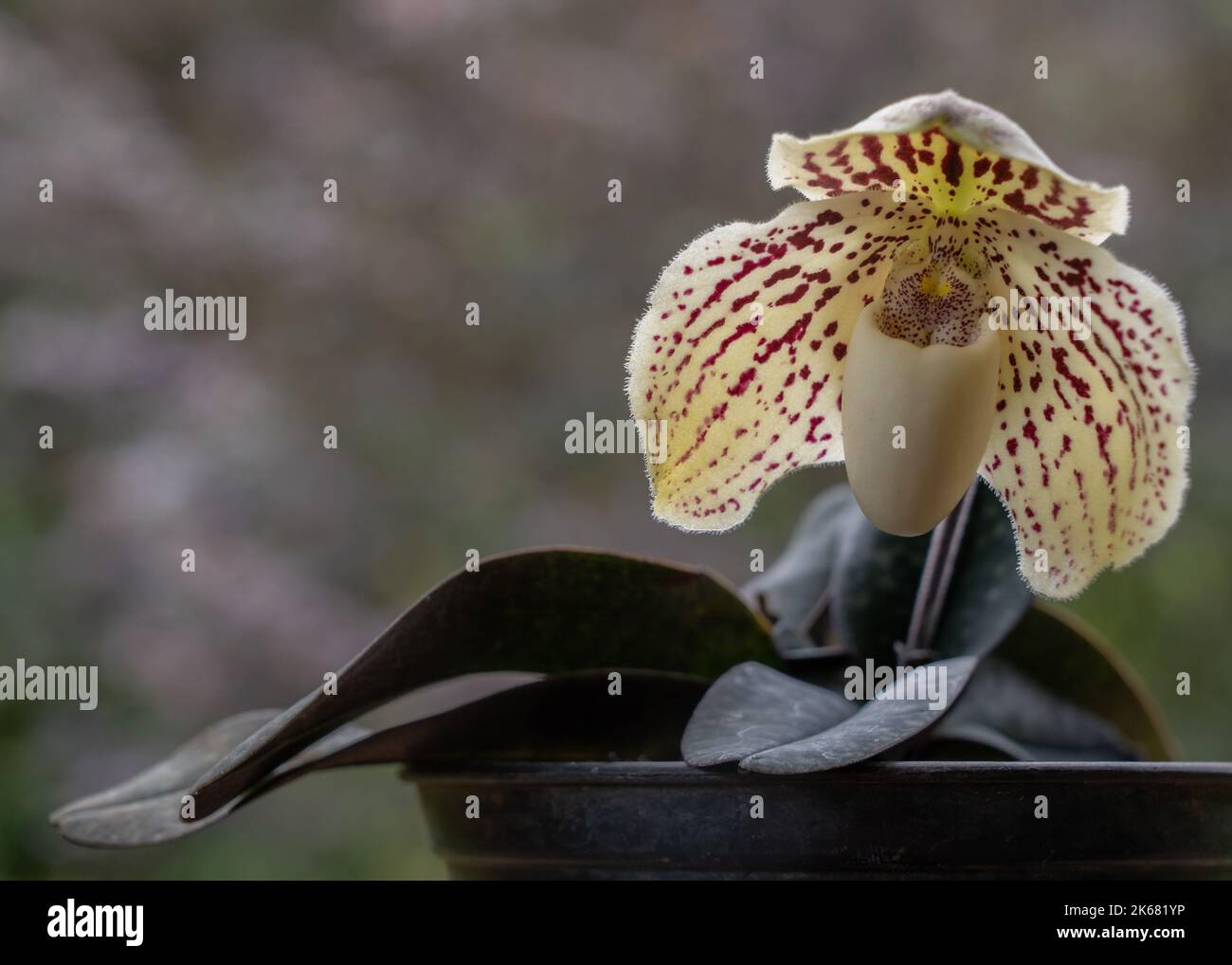 Creamy spots hi-res stock photography and images - Alamy