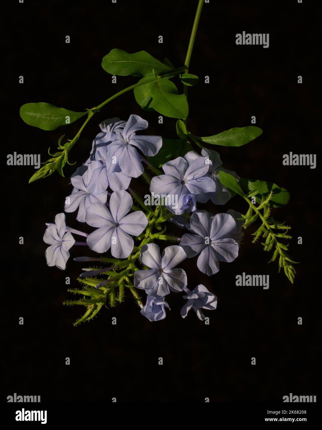Closeup view of purple blue flowers of climber shrub plumbago ...
