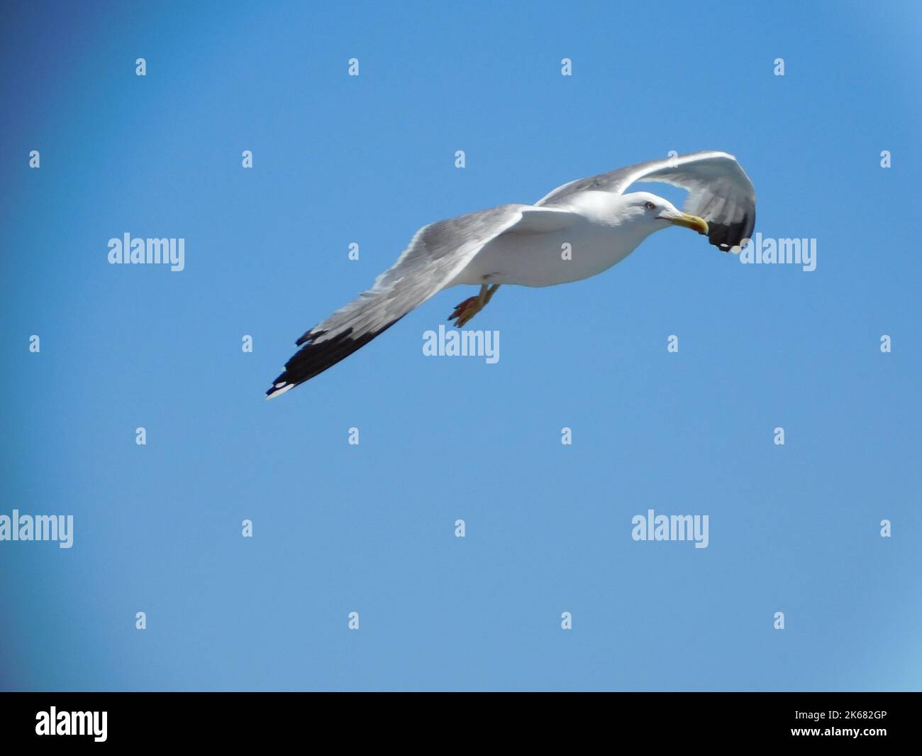 A big European herring gull flying in a blue sky with its wings wide ...