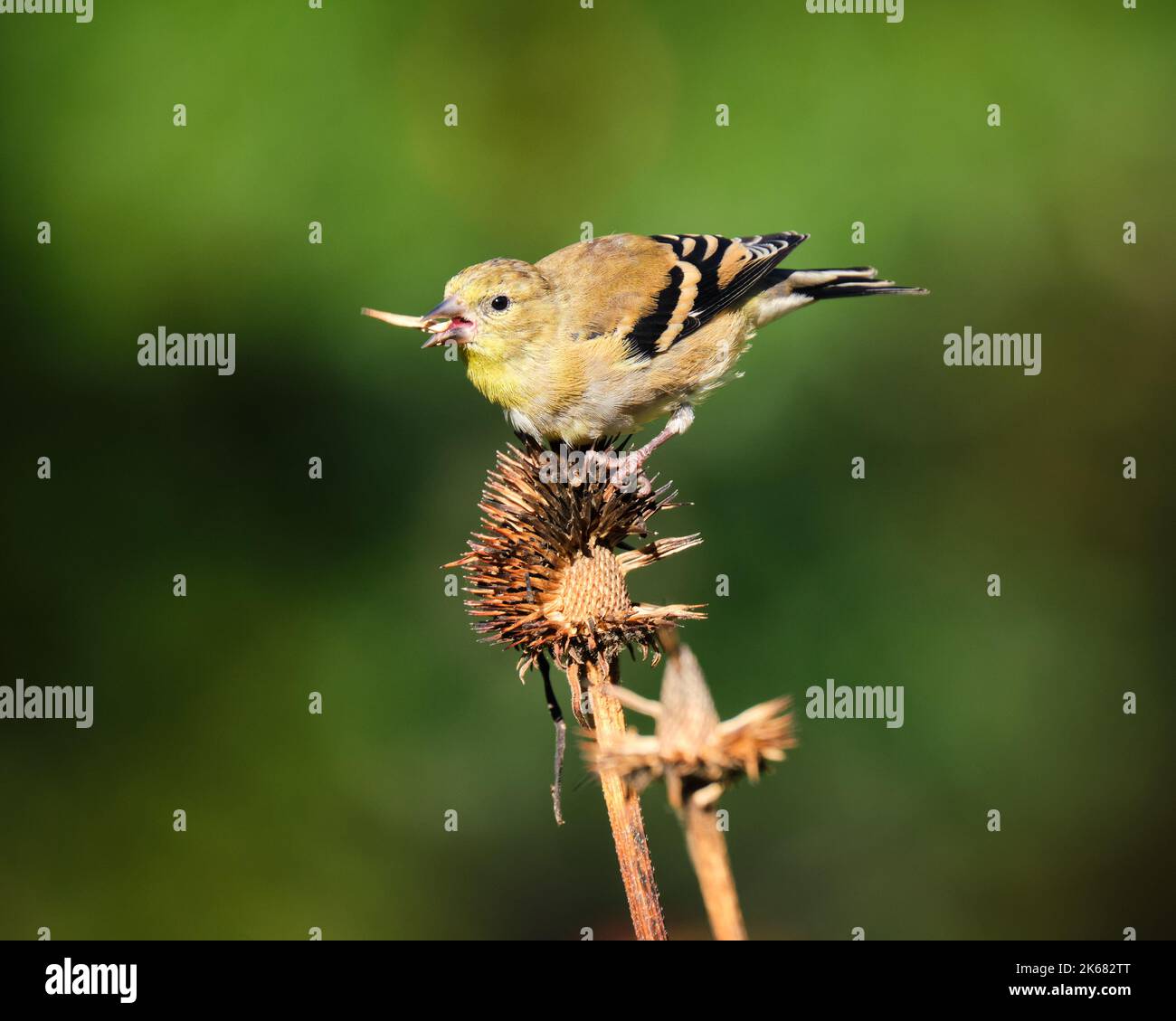 American Goldfinch, latin Spinus tristis, in non-breeding plumage ...