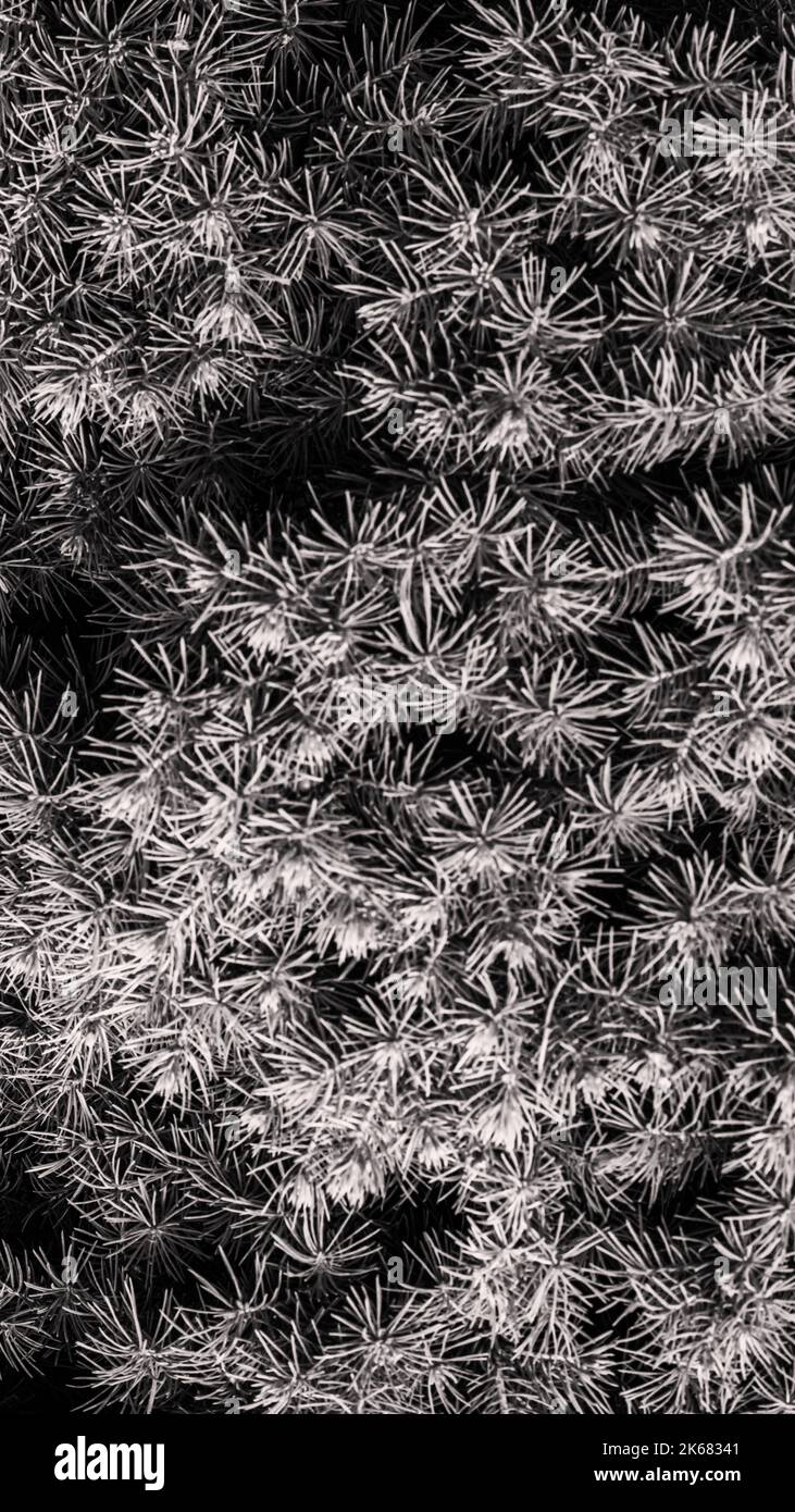 Gorgeous green and red succulent plant. Hardy plant growing outdoors ...