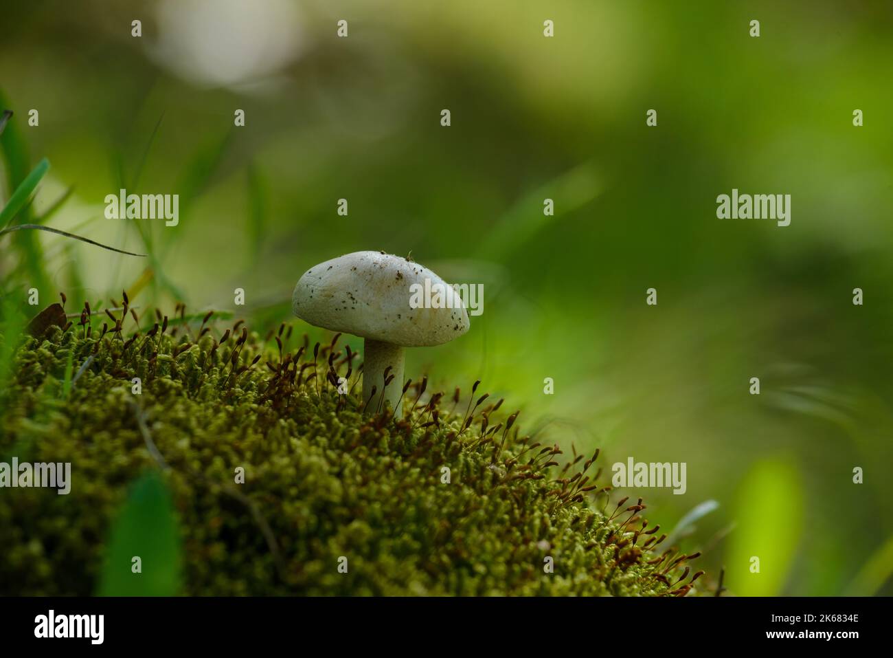 Tiny mushroom in woodland after storm Stock Photo - Alamy