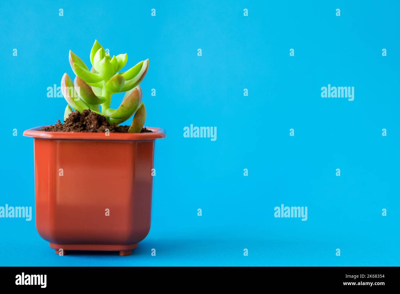 Succulent house plant small sprouts on a blue background Stock Photo ...