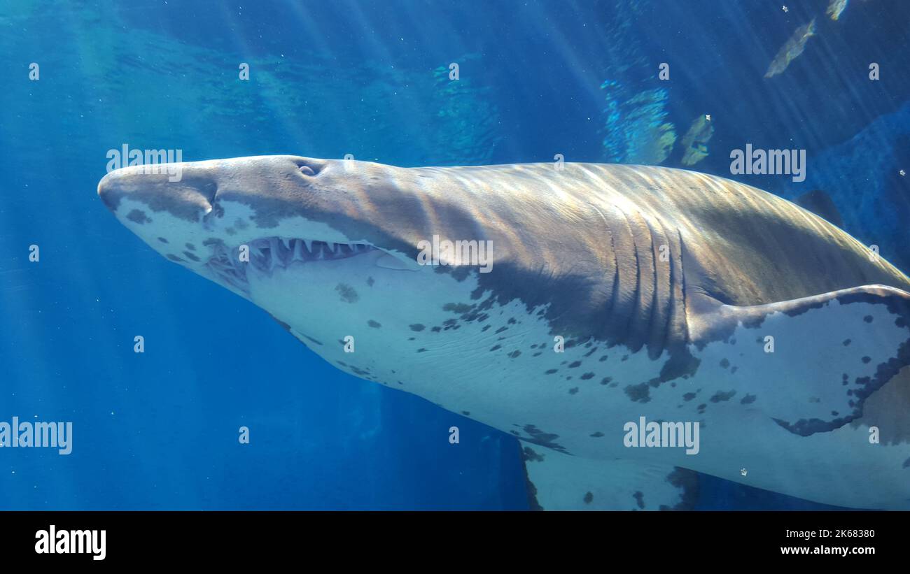 A spotted ragged-tooth shark (carcharias taurus) in the ocean Stock ...