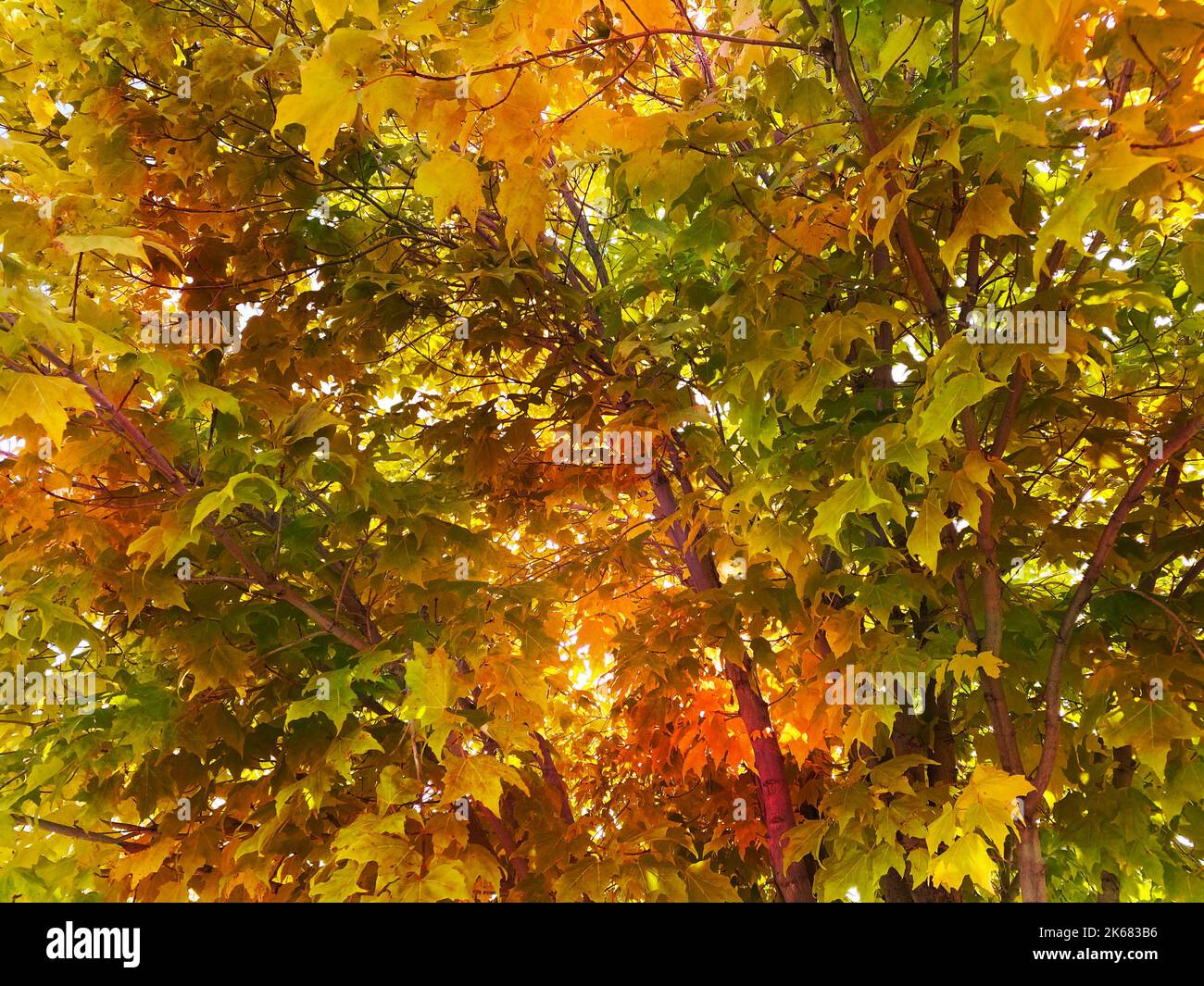a nature leaves tree red orange yellow green fall autumn leafs changing ...