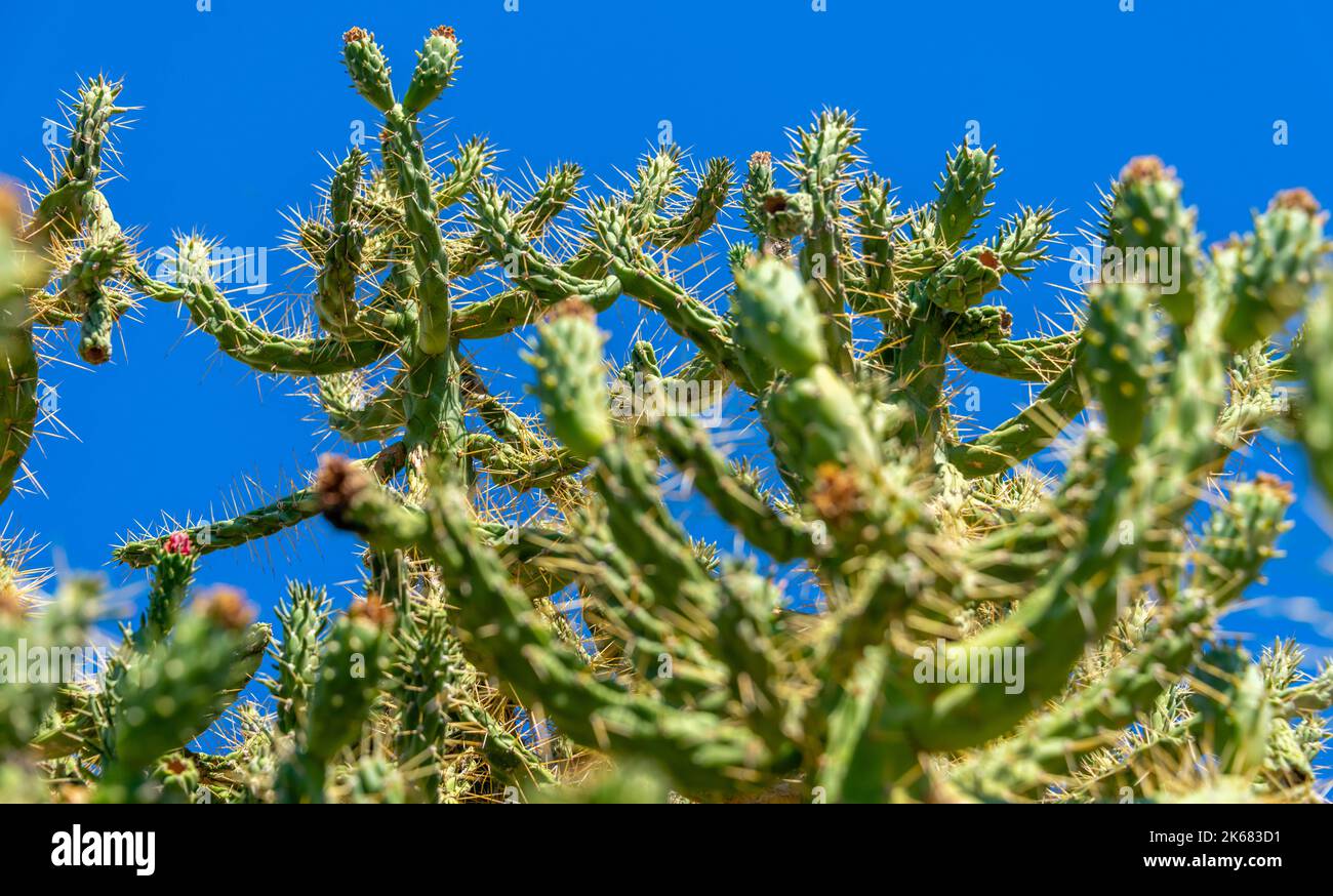 Cactus blooming on the Greek island of Sifnos Stock Photo - Alamy