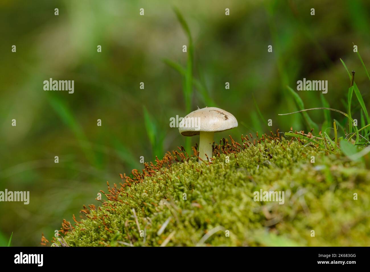 Tiny mushroom in woodland after storm Stock Photo - Alamy