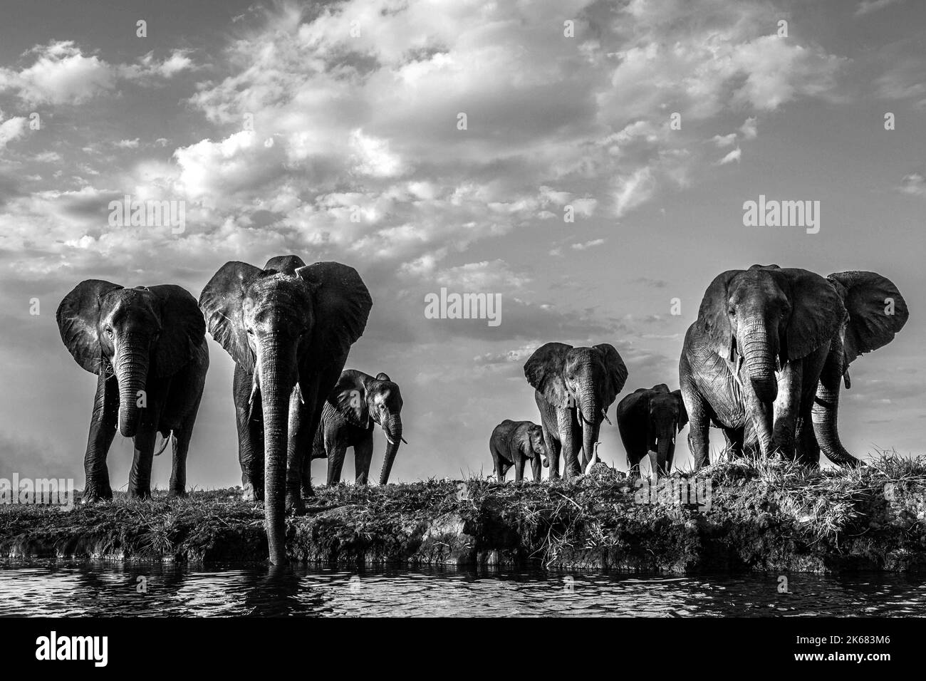A grayscale shot of a group of elephants on a safari field Stock Photo ...