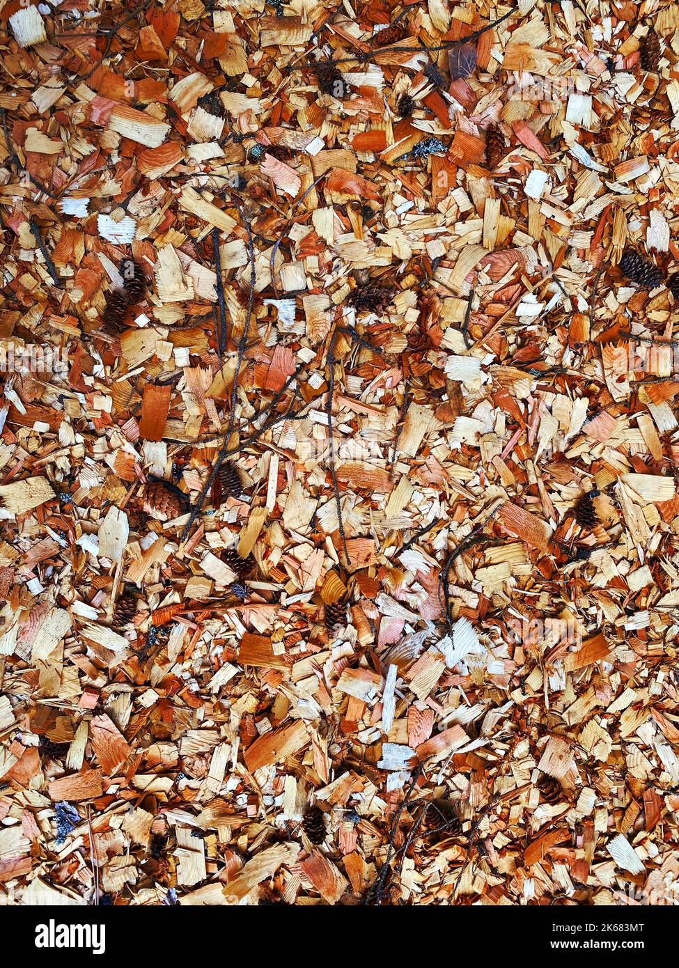 a pine tree needles seeds gardening autumn christmas fall holidays ...