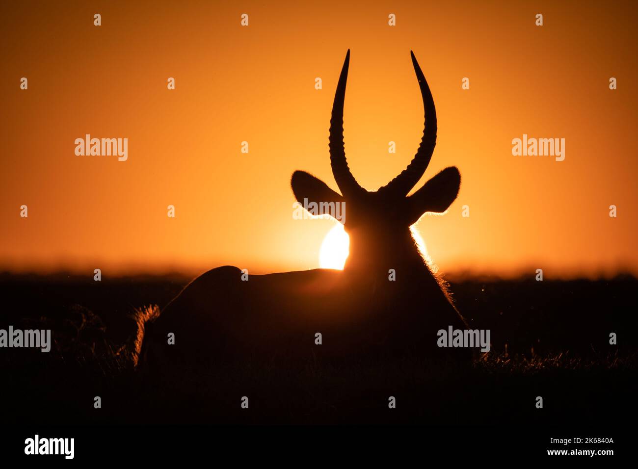 A silhouette of an animal with sharp horns on a field at sunset Stock ...