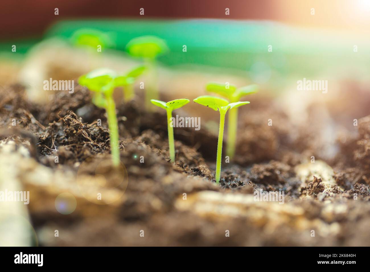 green seedling growing out of soil Stock Photo - Alamy