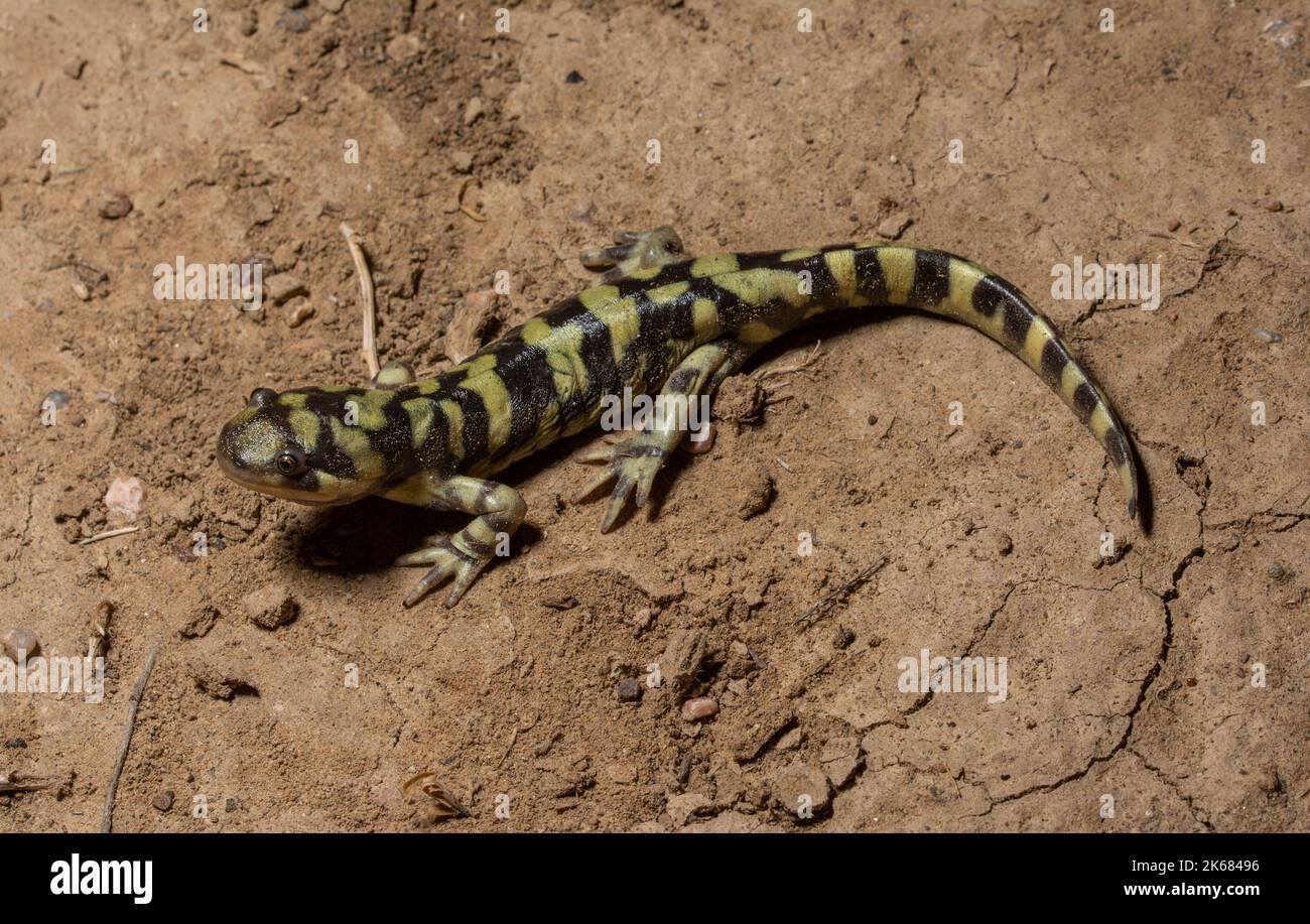 A juvenile Barred Tiger Salamander (Ambystoma mavortium mavortium) from ...