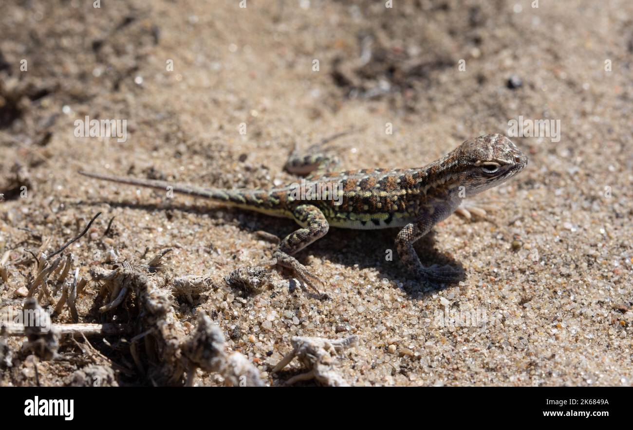 Lesser earless lizards hi-res stock photography and images - Alamy