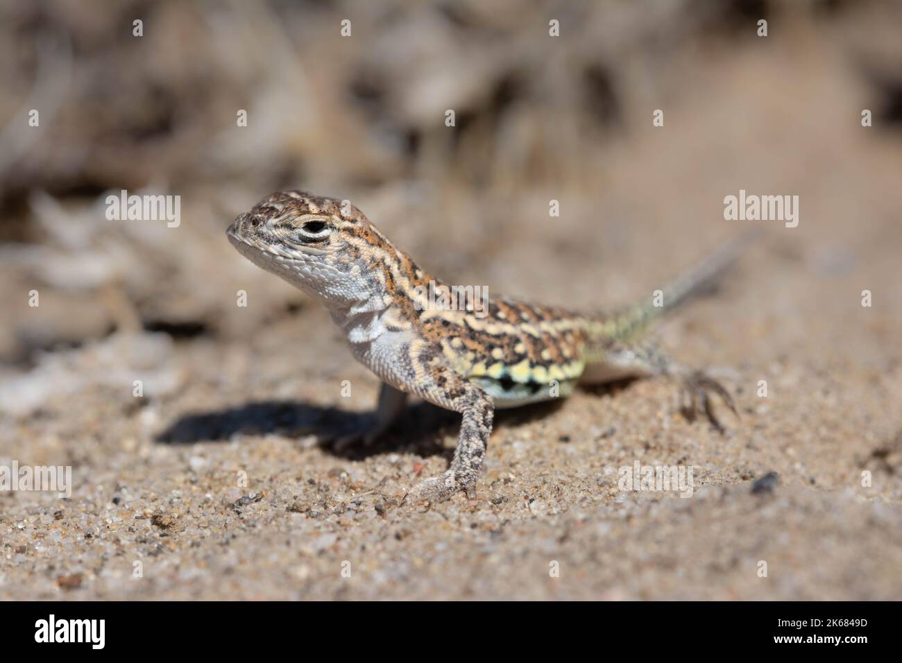 Lesser Earless Lizard